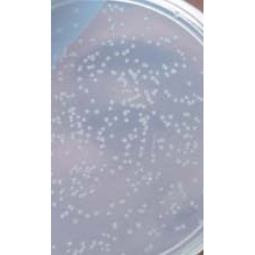 BL21-DE3 Chemically Competent Cells, 20x60ul - Biopioneer