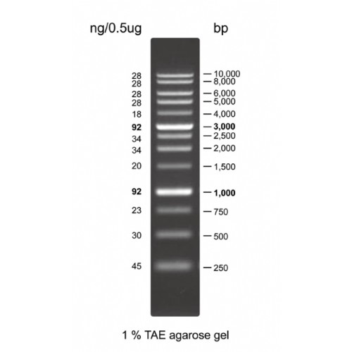 Ready to use 1kb DNA - Biopioneer