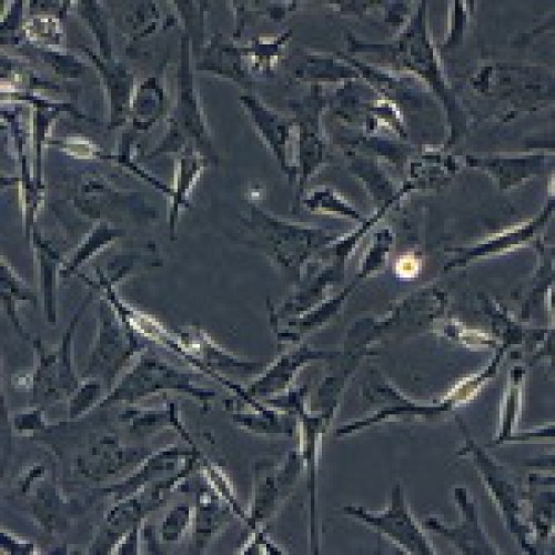 CF1 mEF Cells, 5 vials of 4x10^6 - Biopioneer