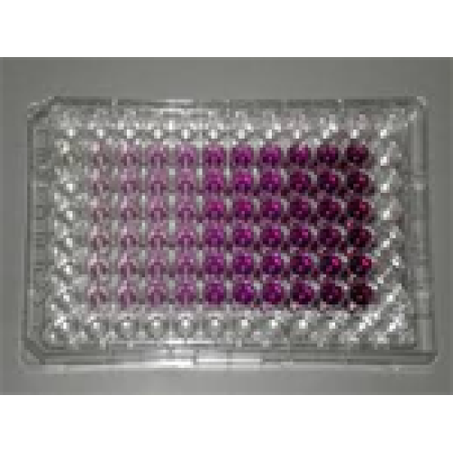 Mtt Cell Proliferation Assay Kit 500 Rxn Biopioneer