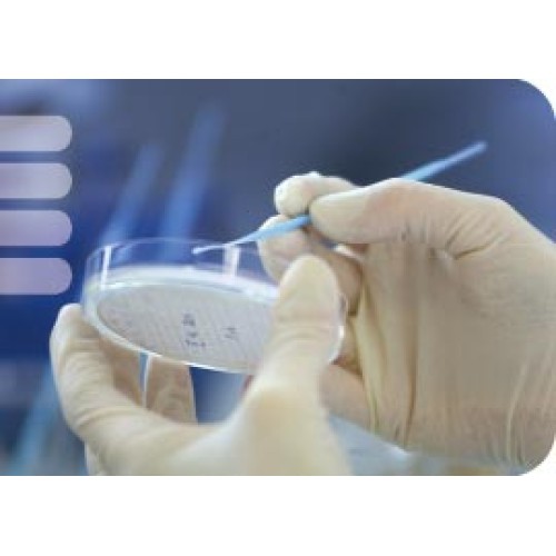 Plasmid DNA Preparation 500ug - Biopioneer