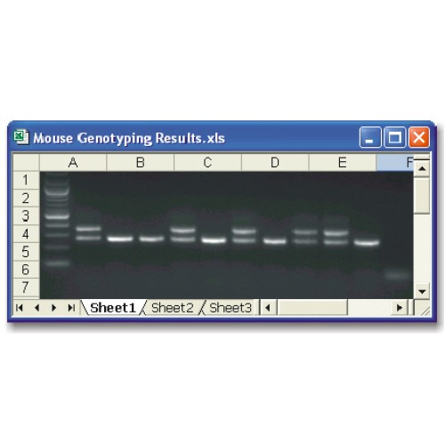 Mouse Tail Quick Extraction Kit - Biopioneer