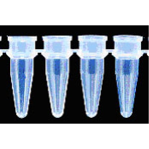 0.2mL PCR Tubes (Domed Caps) - Biopioneer