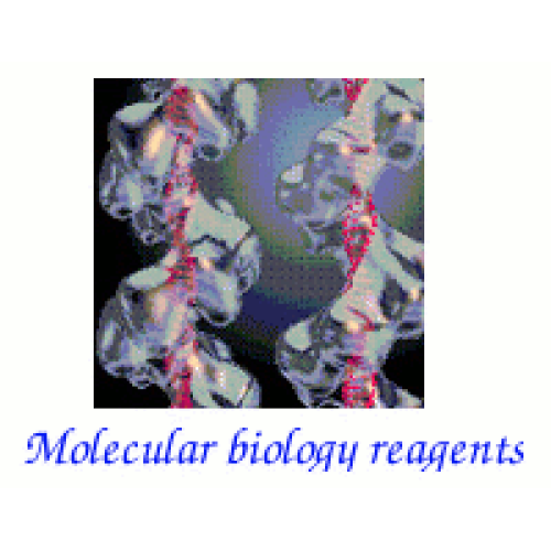 Bacterial protein extraction kit - 2000 ml - Biopioneer